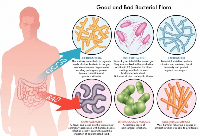 5 Interesting Facts About the Intestinal Flora - Wrinkles Center